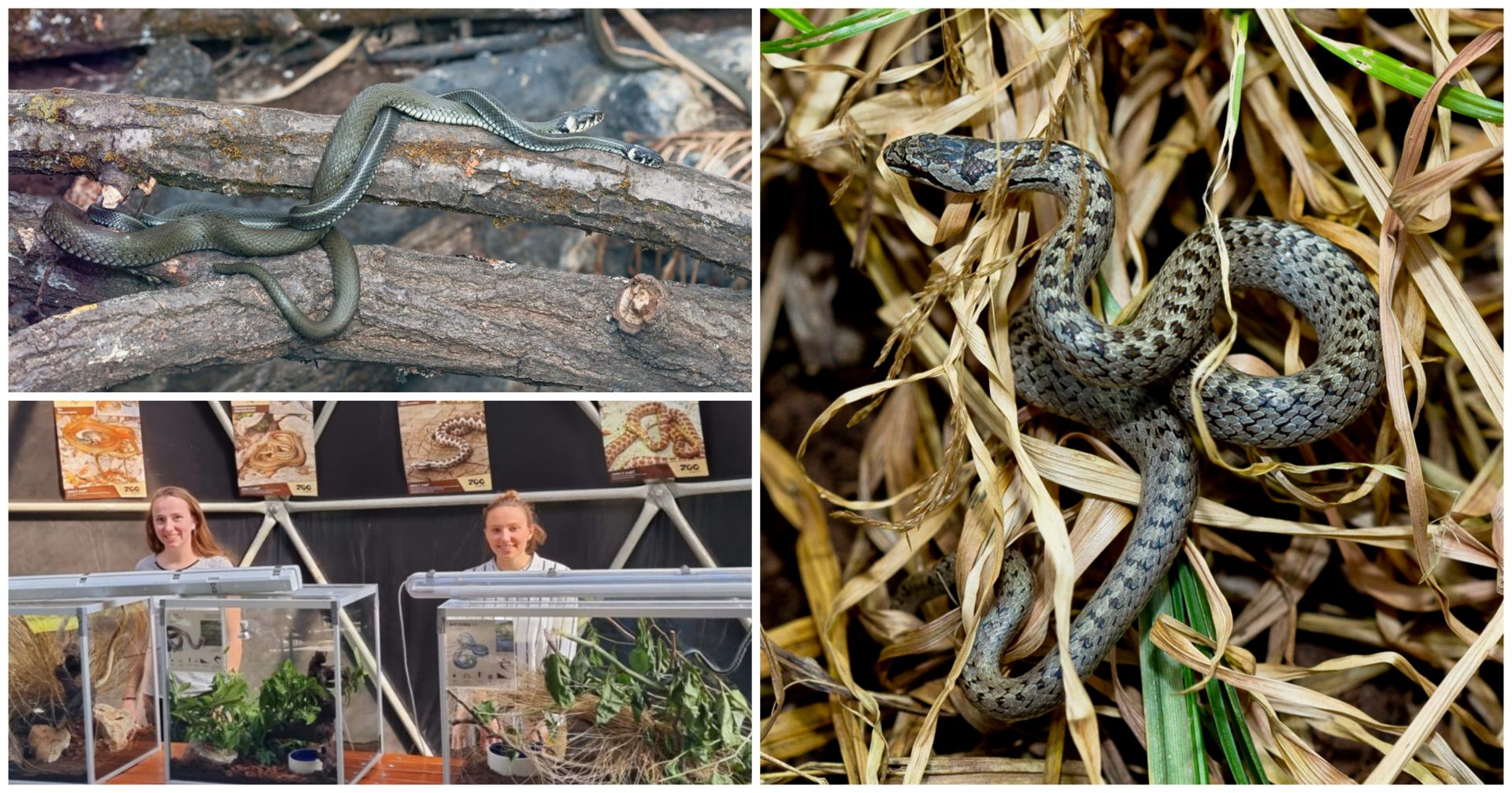 UPOZNAJTE SE SA ZAGREBAČKIM ZMIJAMA! Pored nekoliko tisuća vrsta ...