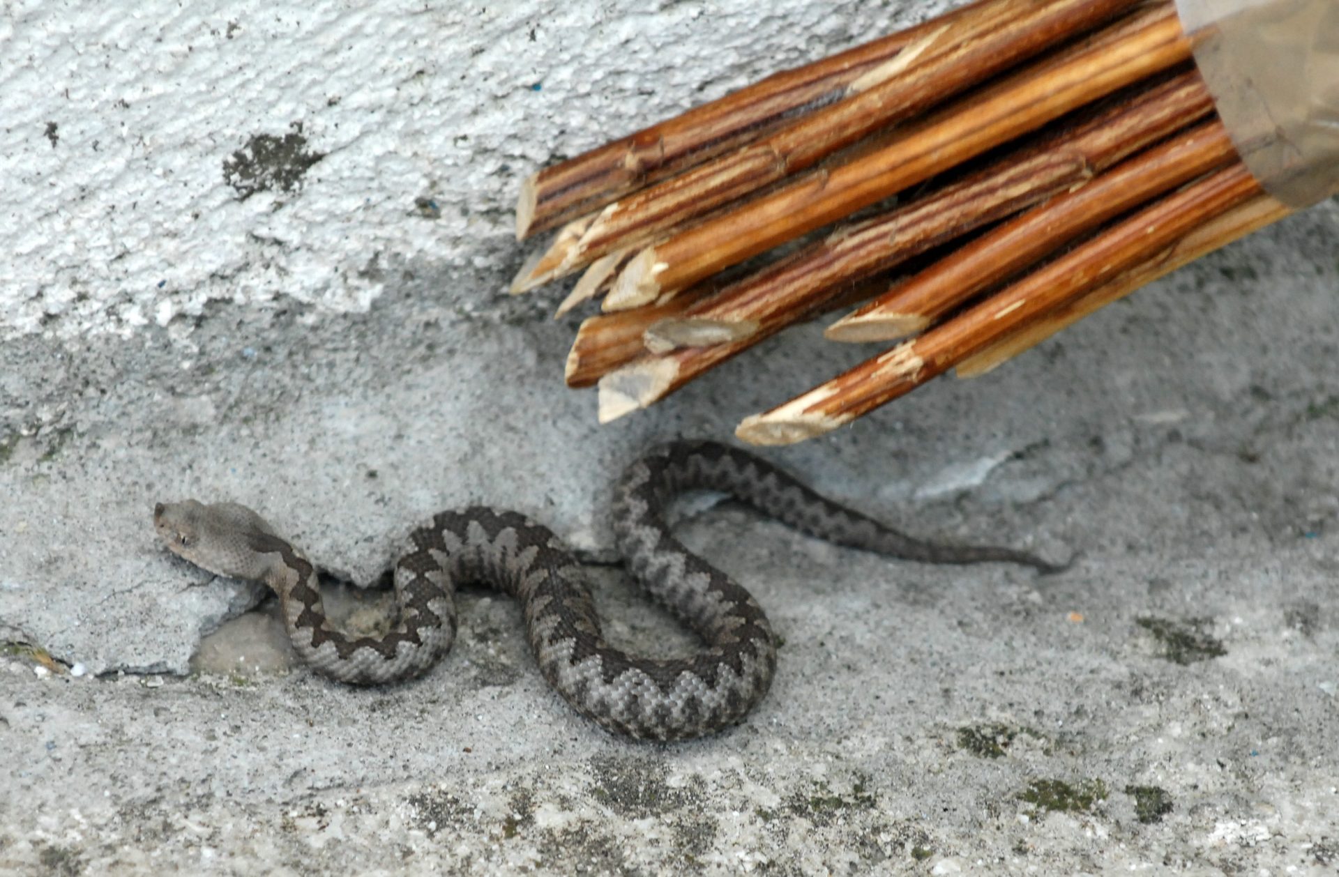 Gdje u Zagrebu možete naići na poskoka i trebamo li strahovati od ...