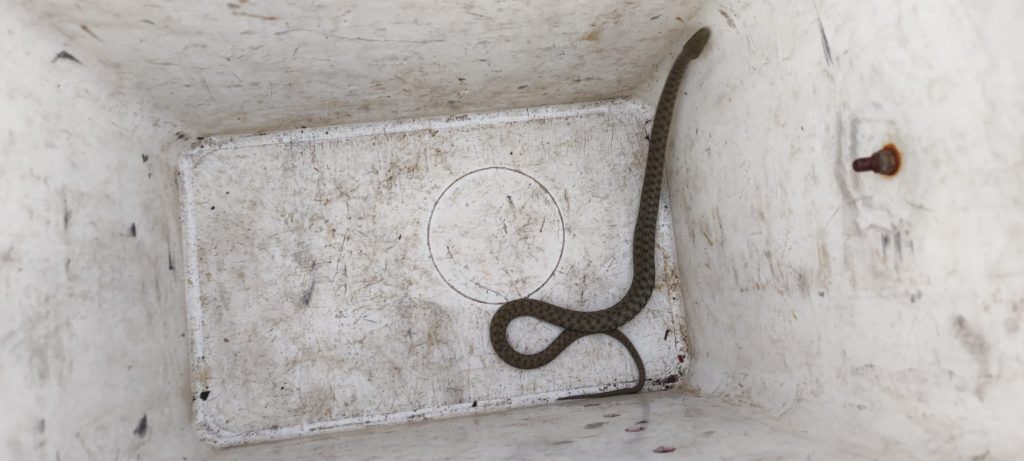 ŠOK ZA KRAJ RADNOG VREMENA NA VRBANIMA! U čudu gledale kako gmiže prema ...