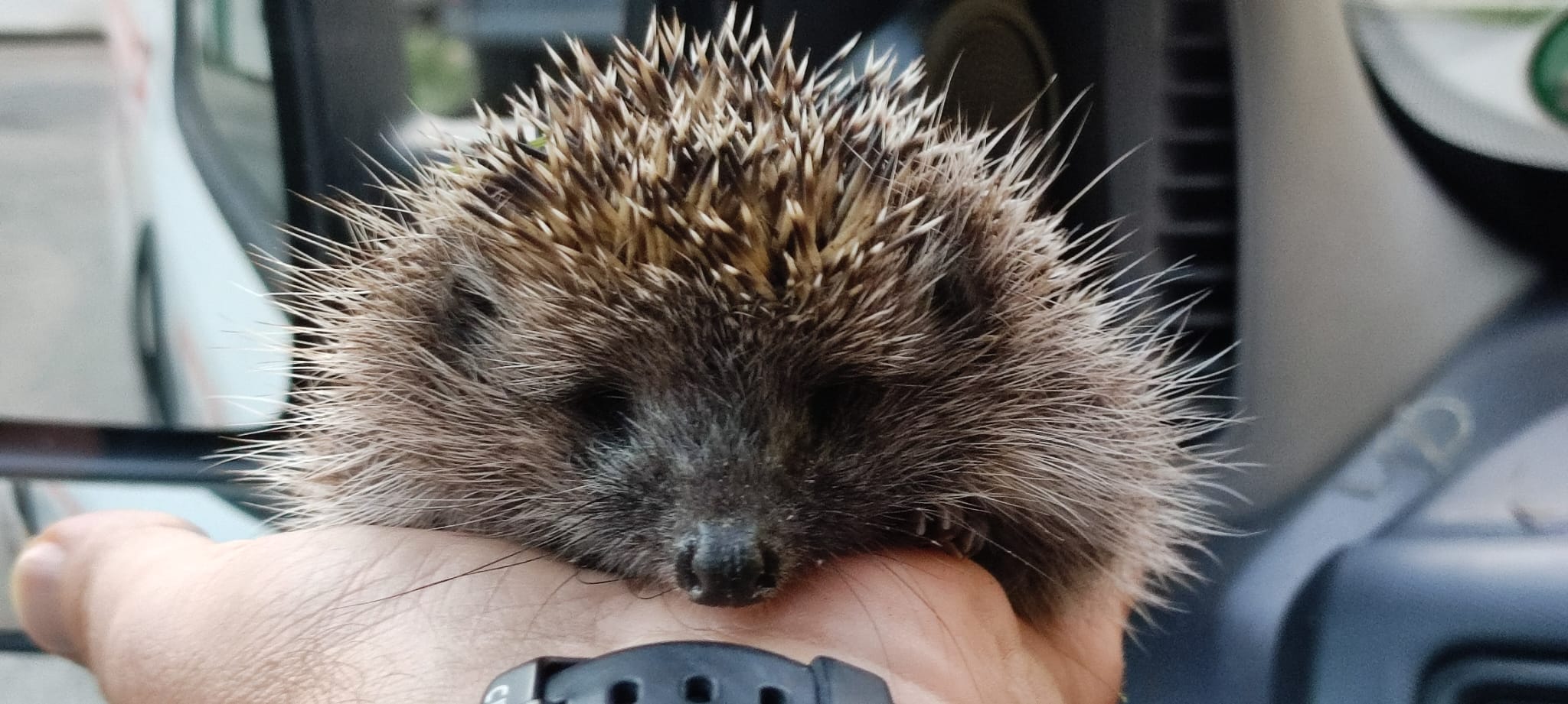 EKIPA IMALA PUNE RUKE POSLA: Od kokoši, preko mošusne patke i pauna pa ...