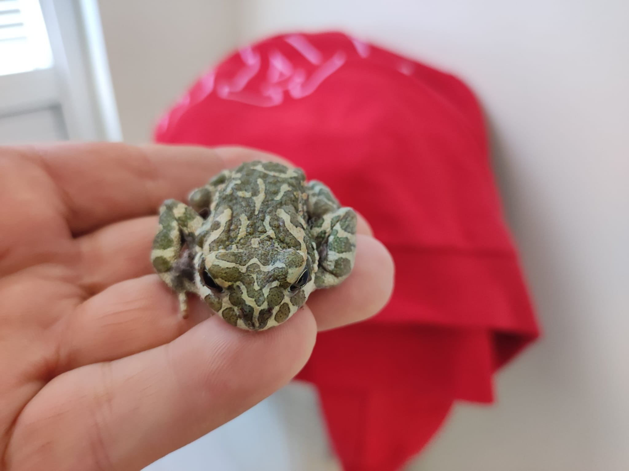 EKIPA IMALA PUNE RUKE POSLA: Od kokoši, preko mošusne patke i pauna pa ...