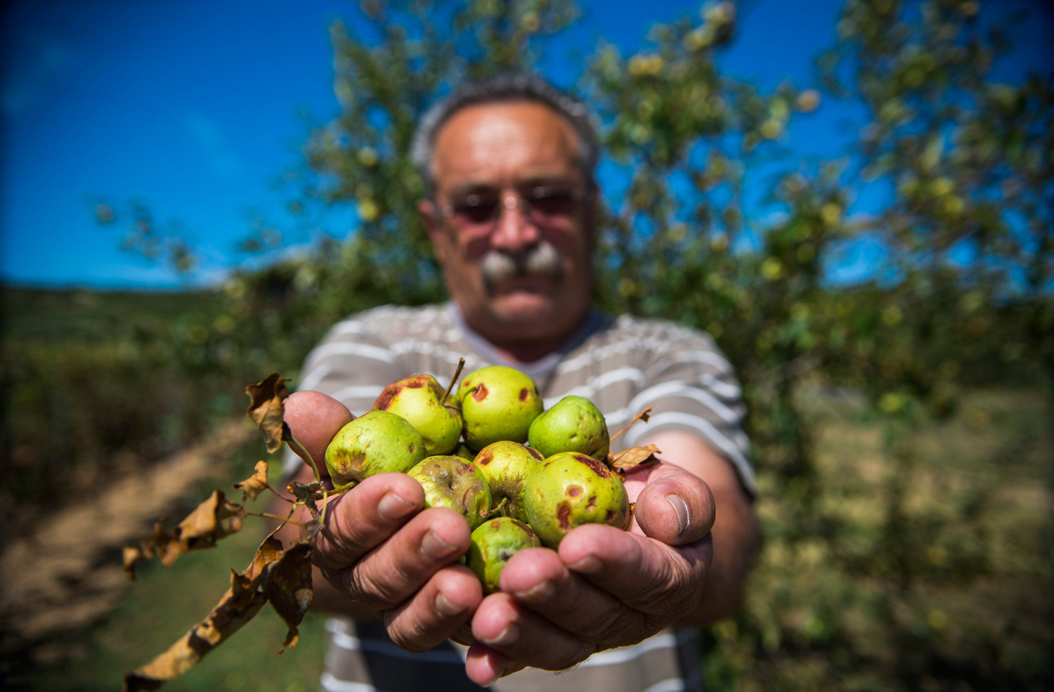 Zelena pošast u našim krajevima: Visoke temperature pogoduju njezinom ...